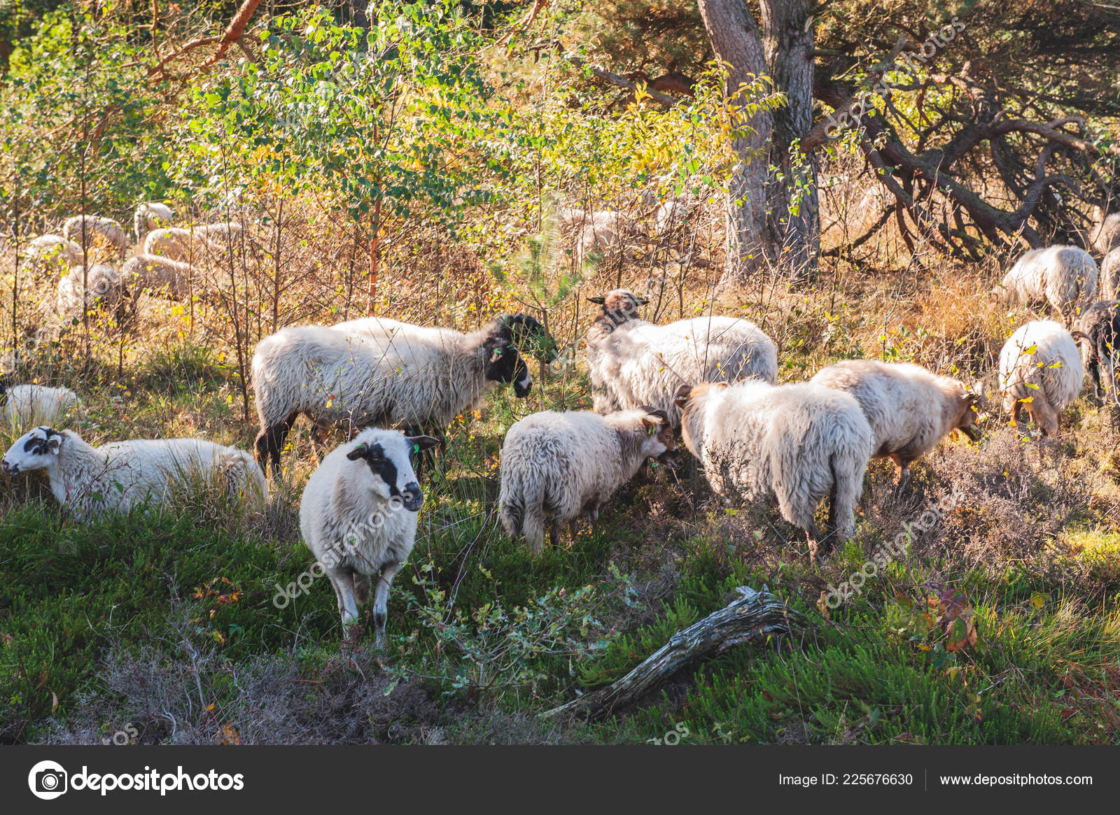 Grazing Haether Sheep in Drenthe — Stock Photo © durktalsma #225676630