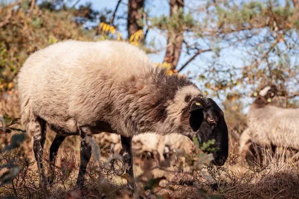Grazing Haether Sheep in Drenthe - Stock Image - Everypixel