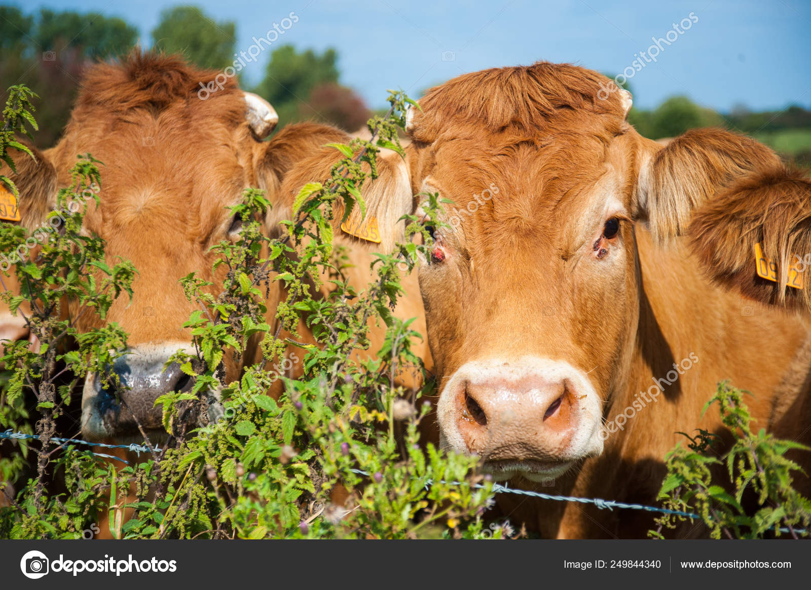 Belgian Red Cattle