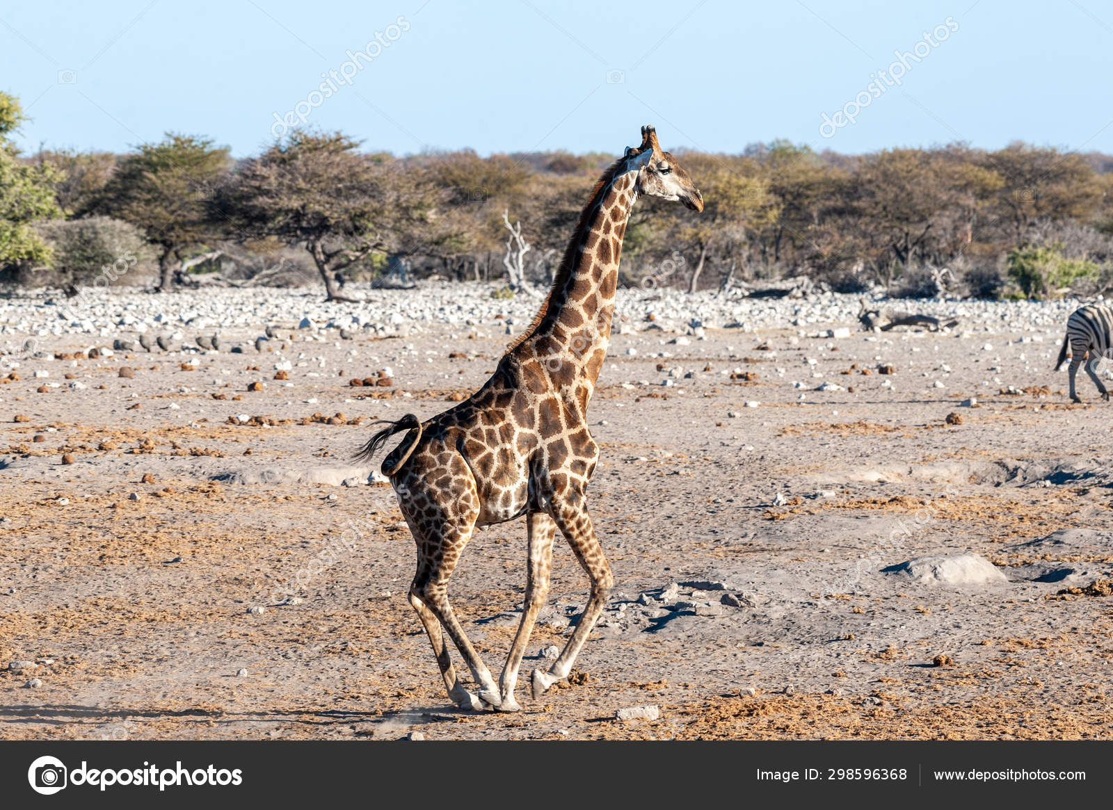 A galloping Giraffe in Etosha — Stock Photo © durktalsma #298596368