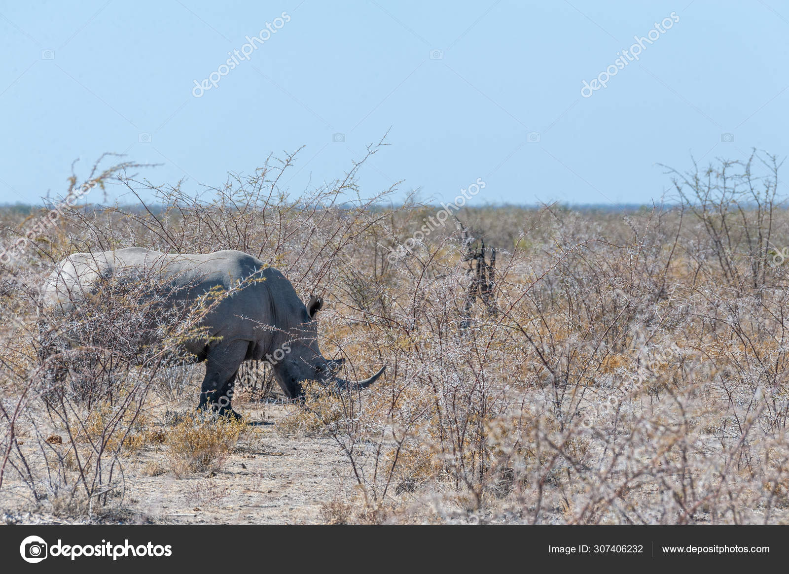 White Rhinos Grazing on the plains of Etosha National Park Stock Photo ...