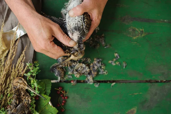 Wild hunting fowls in cooking. Two snipe or woodcock lie on metal dish ...