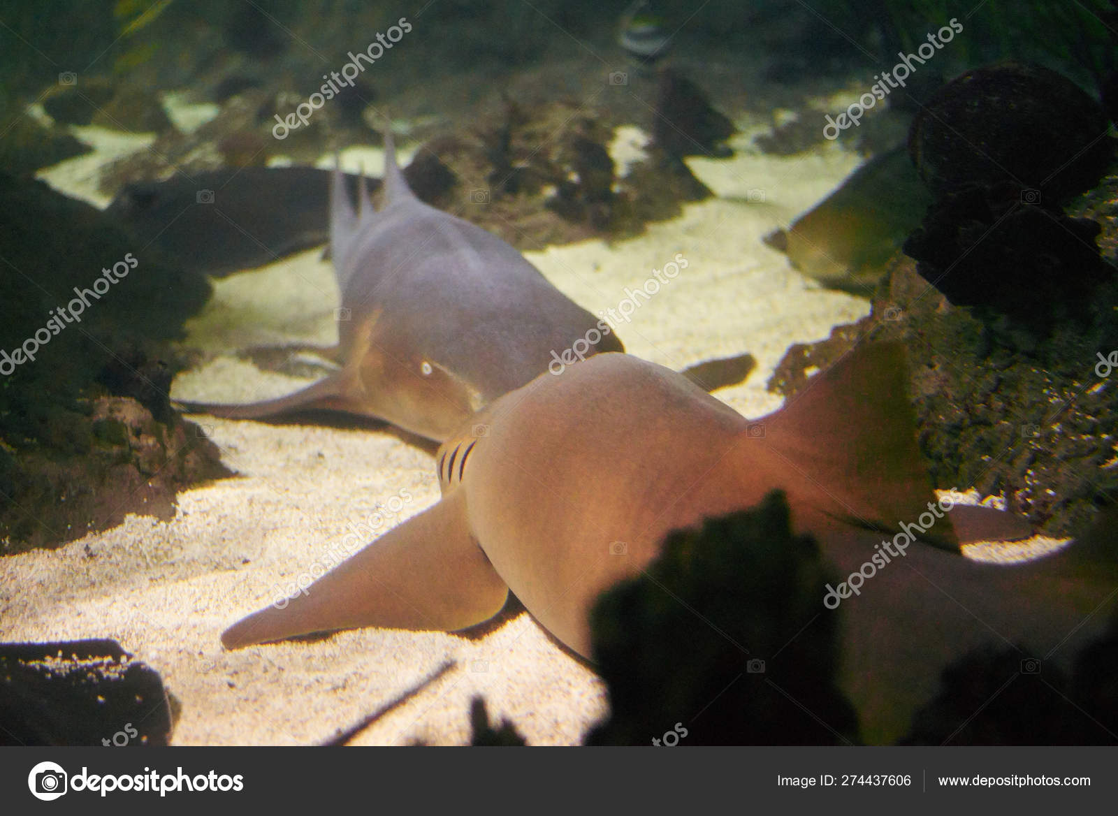 Two sharks underwater face to face — Stock Photo © Ruben_chase #274437606