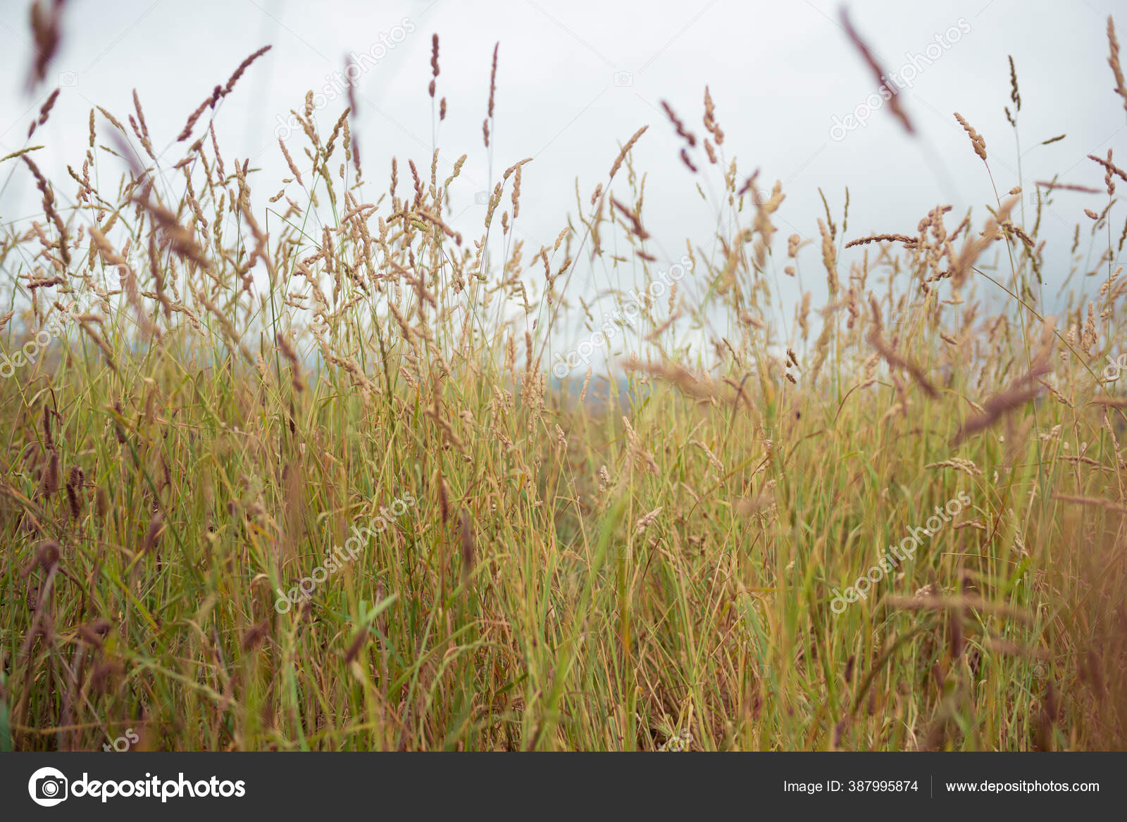 Wild Grass Texture
