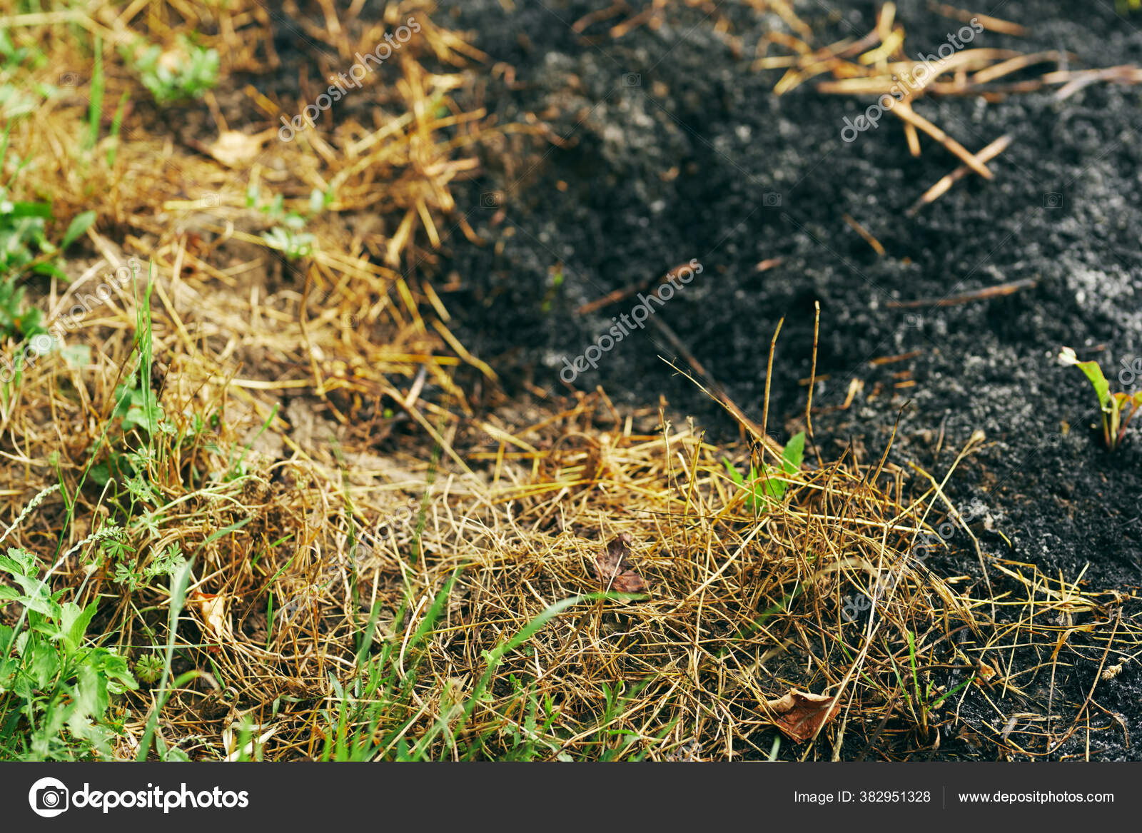 Burned Grass Background Eco Stock Photo by ©ShotStudio 382951328