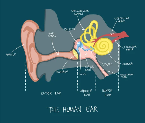 Pinna Vector Art Stock Images | Depositphotos