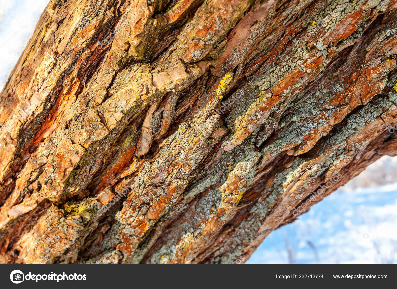 Dry Tree Bark Texture Background Wood Background Stock Photo by ©Luljo ...