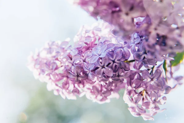 Beautiful smell violet purple lilac blossom flowers in spring time ...