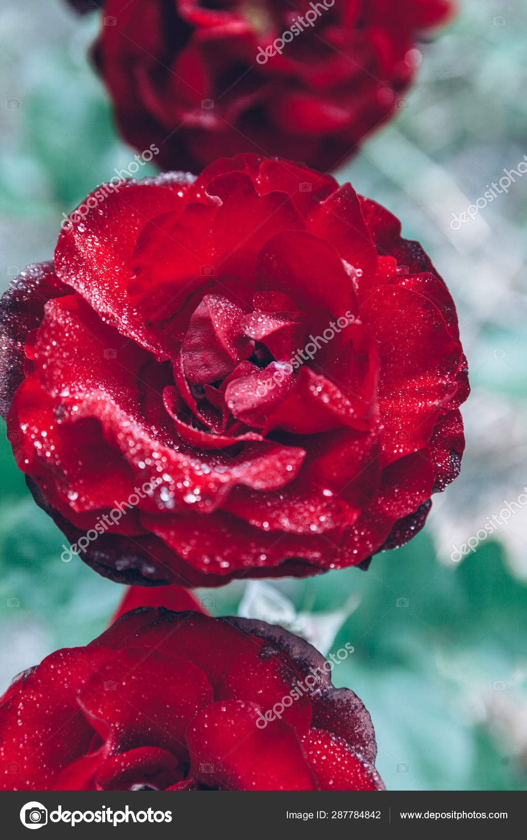 Beautiful red rose flowers with drops after rain in summer time ...