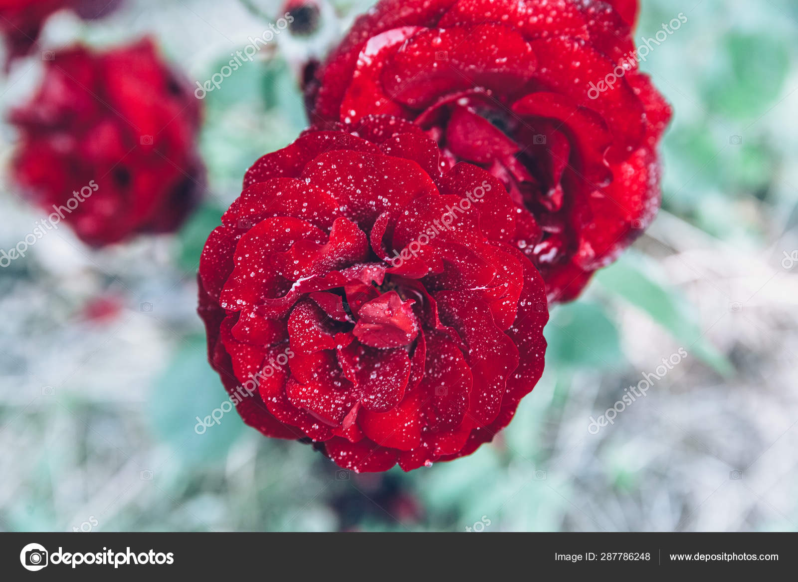Beautiful red rose flowers with drops after rain in summer time ...