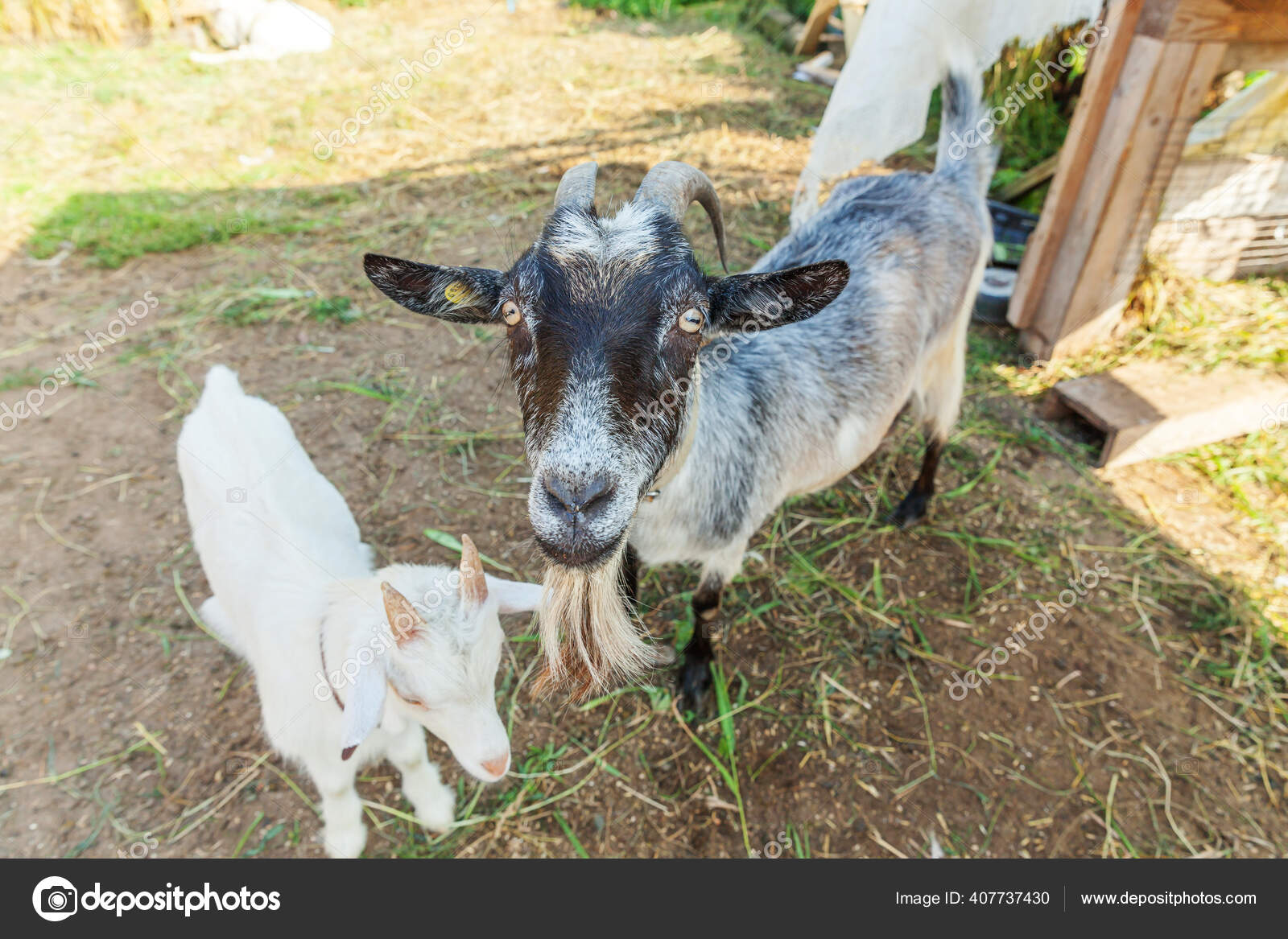 Cute goat relaxing in ranch farm in summer day. Domestic goats grazing ...