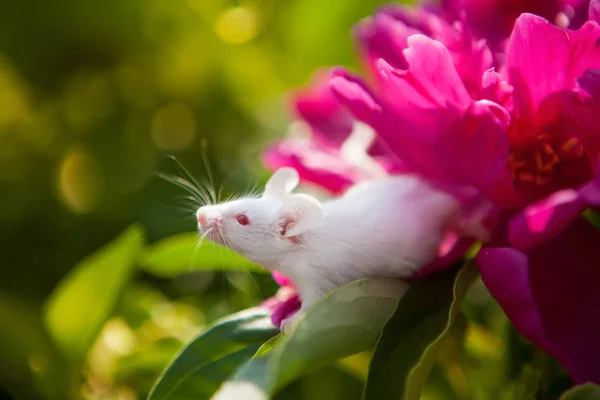 Imágenes de Ratón con flor, fotos de Ratón con flor sin royalties ...