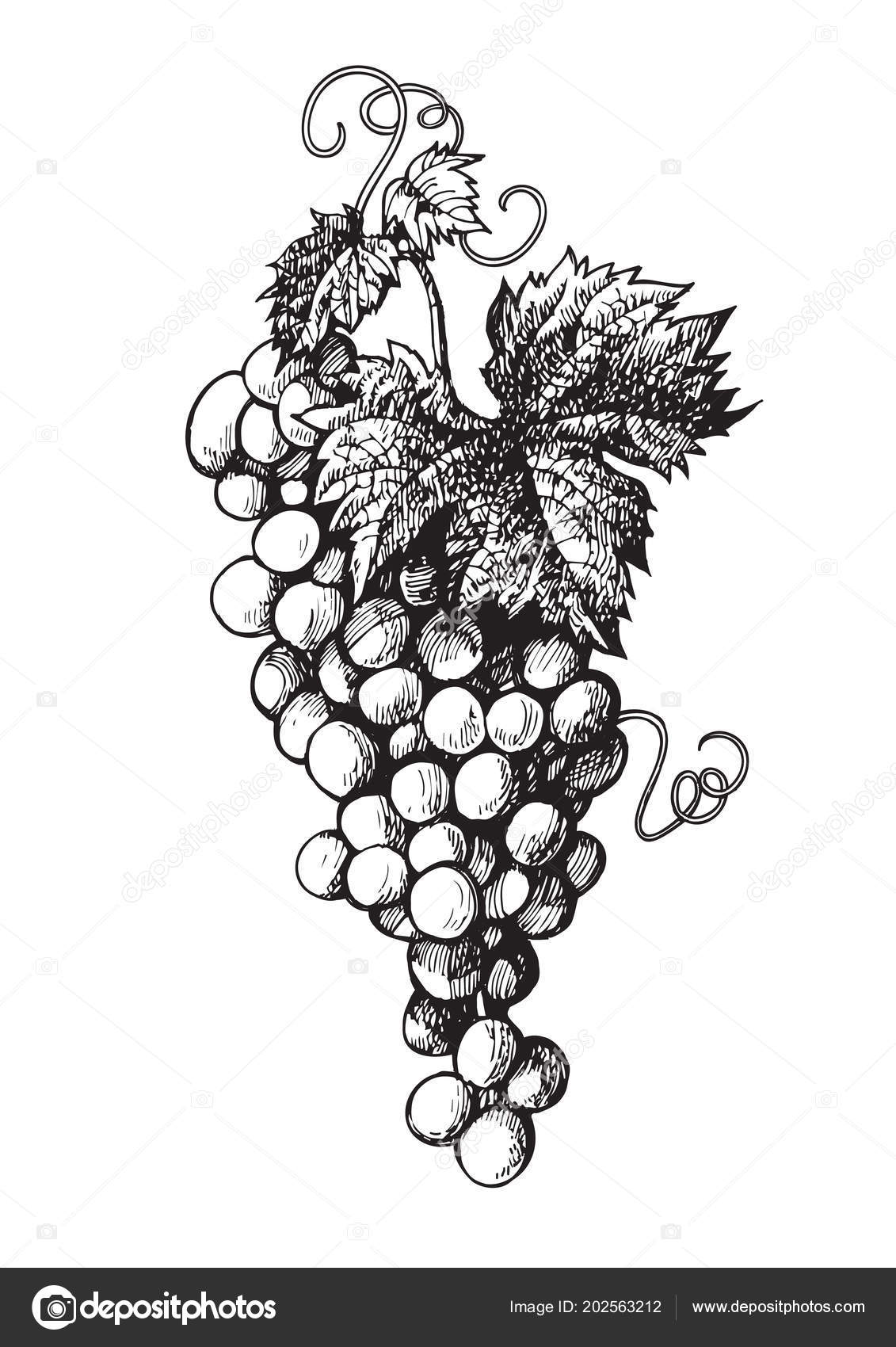 Bouquet de raisins dessiné à la main Vecteur par ©UncleLeo 202563212