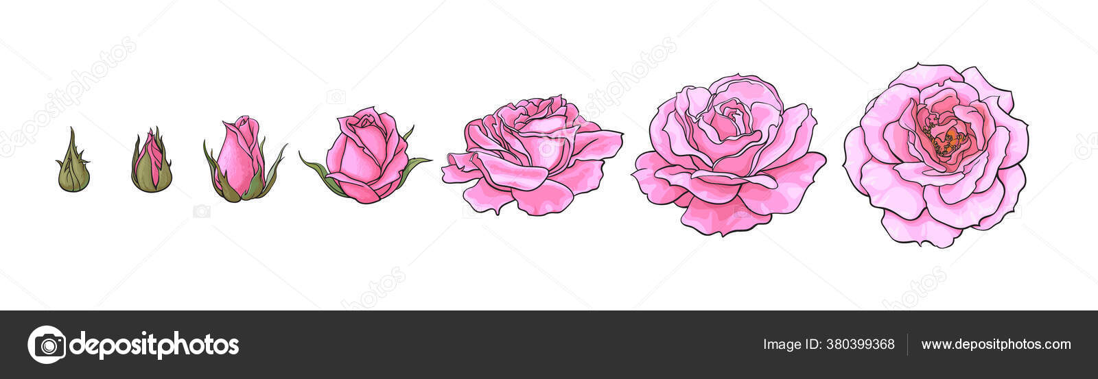 Closed Rose Bud Drawing