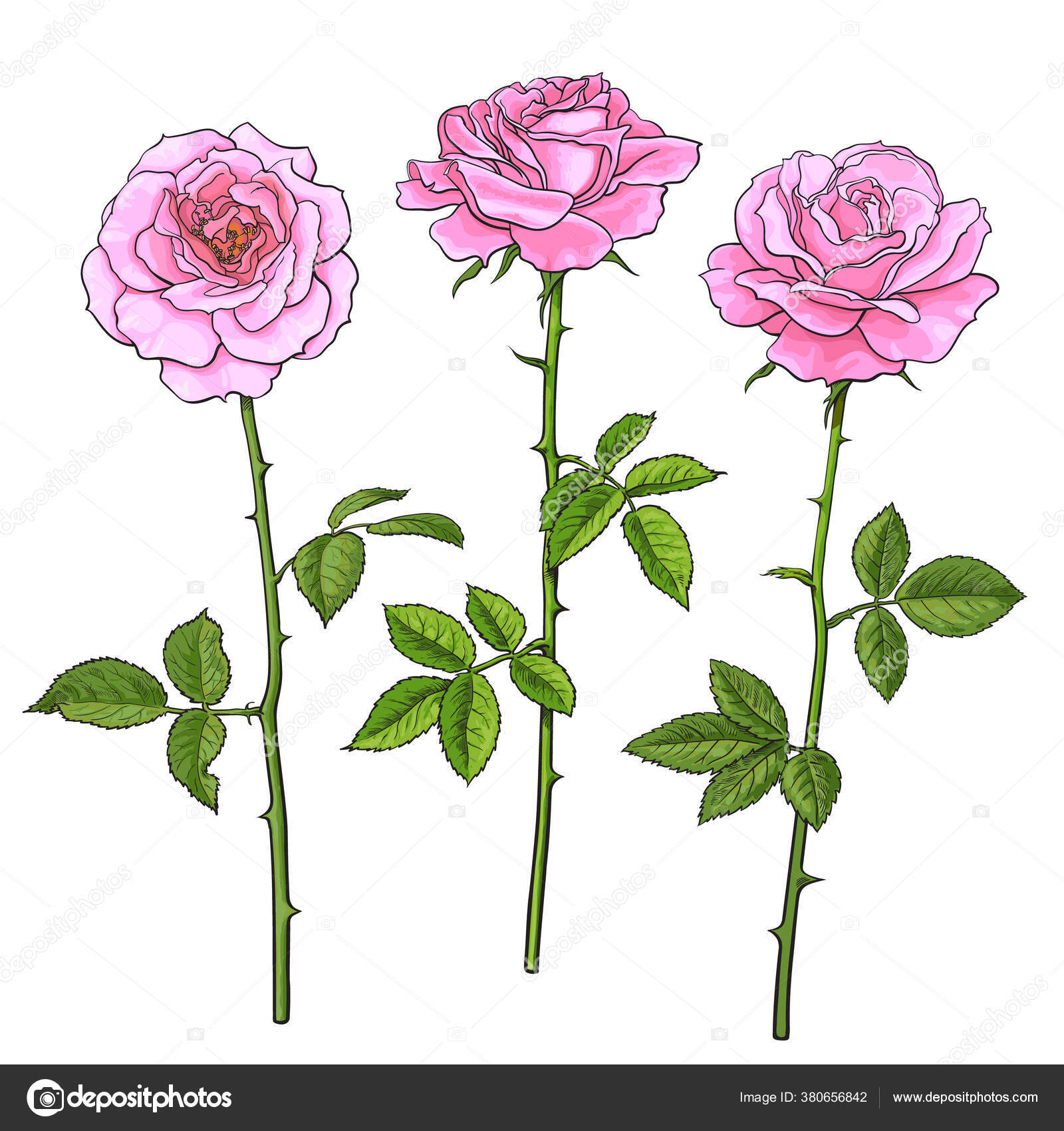 Realistic Pink Rose Drawing