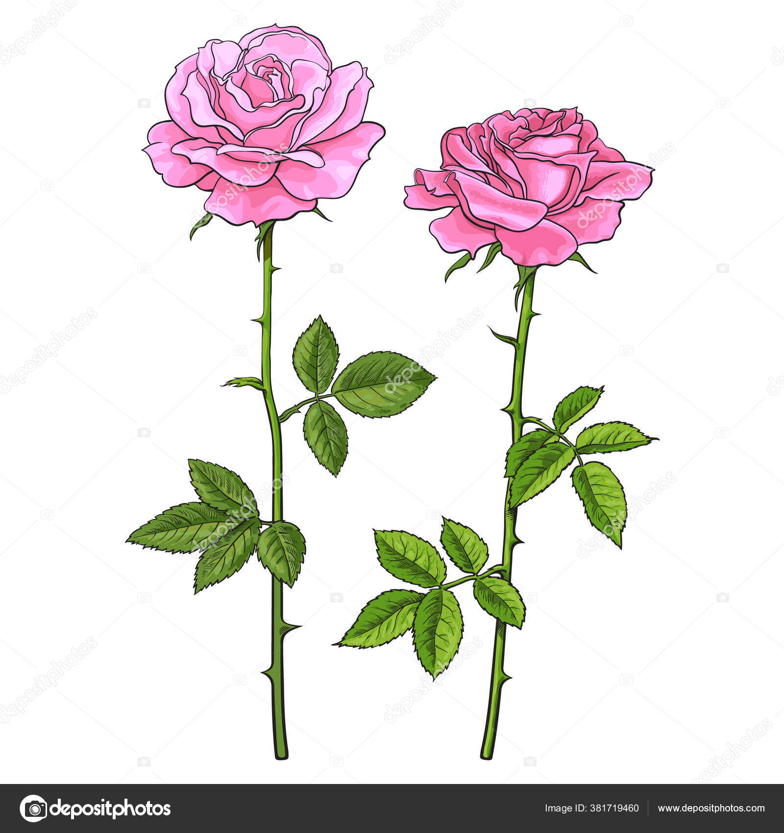 Two pink roses with leaves and stems. Realistic hand drawn vector ...