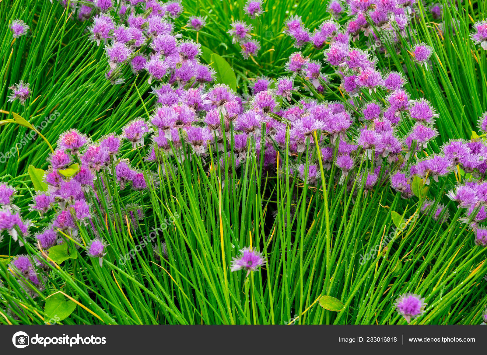 Long Stem Plant With Purple Flower | Best Flower Site