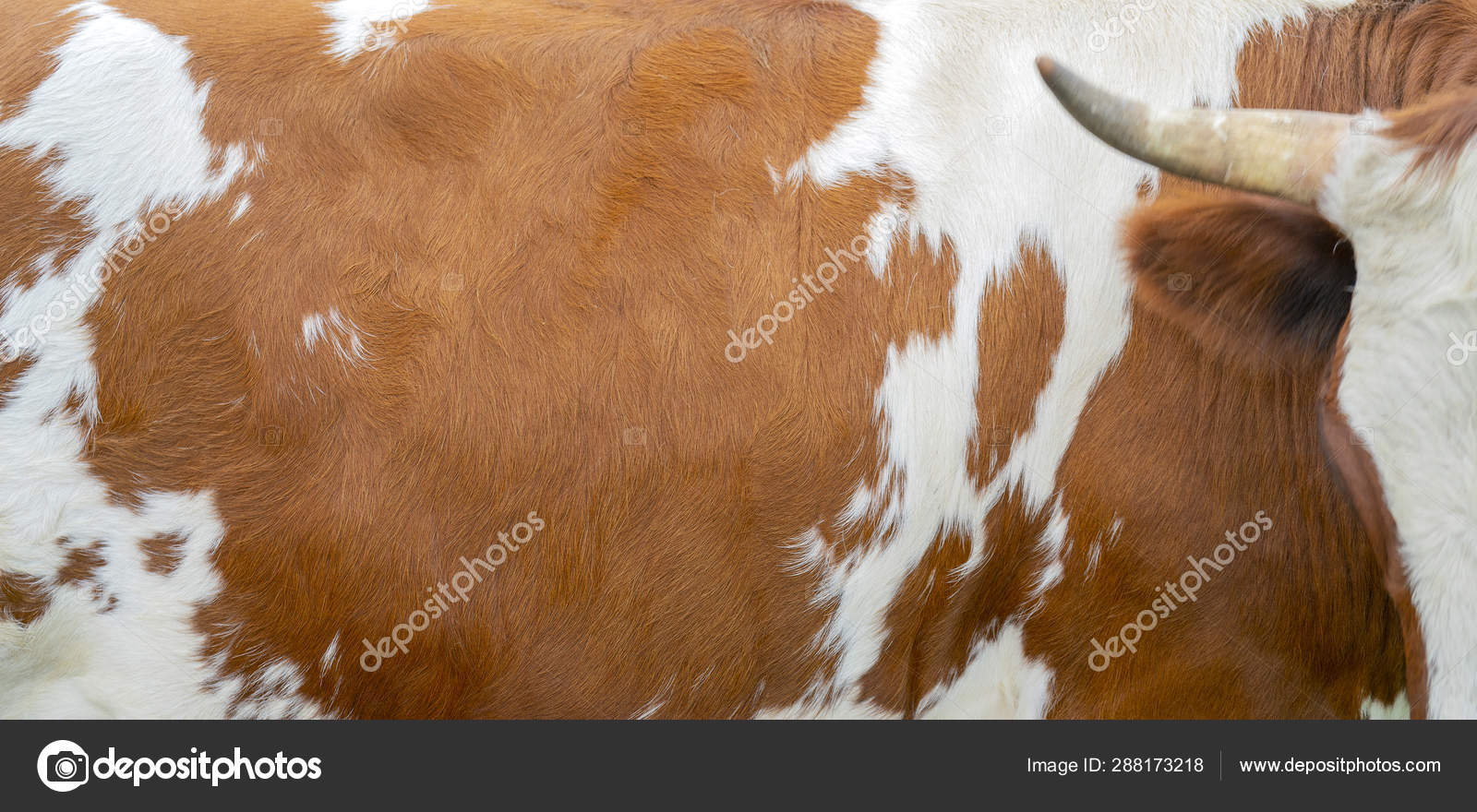 Brown Cow Skin Texture Agriculture Smooth Surface Stock Photo by ...