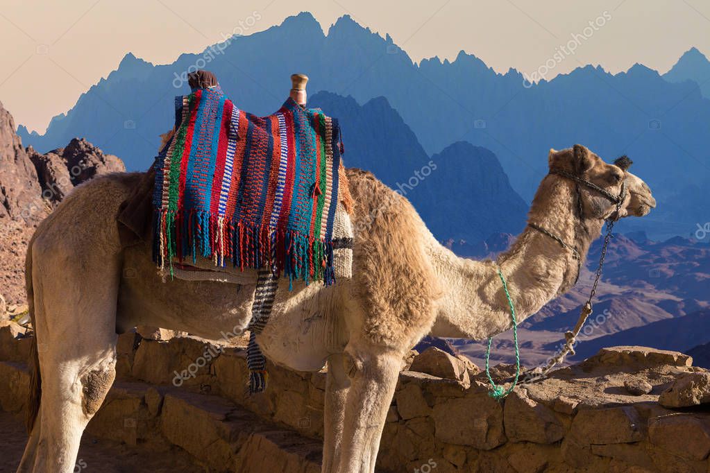 Silueta dromedar camello en el fondo de la montaña de San Moisés ...