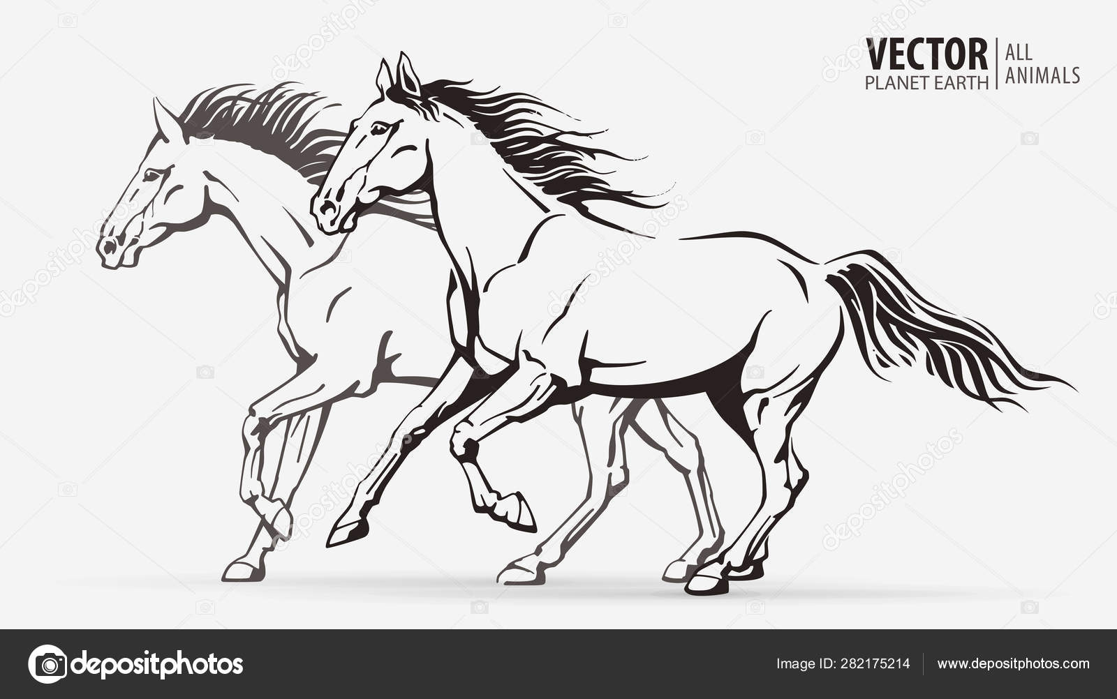 Kuda arabian yang cantik. Siluet kuda berlari. Galloping hewan ...