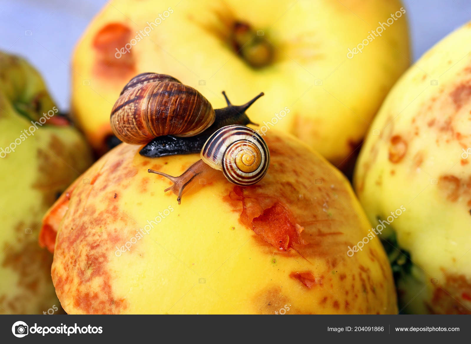 Rotting Apples Two Snails Snails Eat Rotten Fruit — Stock Photo ...