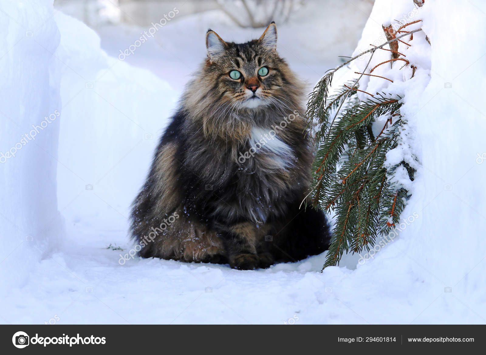Norwegian Forest Cat Snow