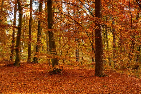 The Oak tree forest Stock Photo by ©kropic 34696243