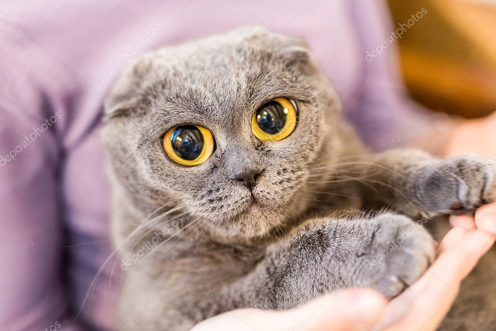Primer plano retrato de gato gris esponjoso con ojos enormes en la mano ...