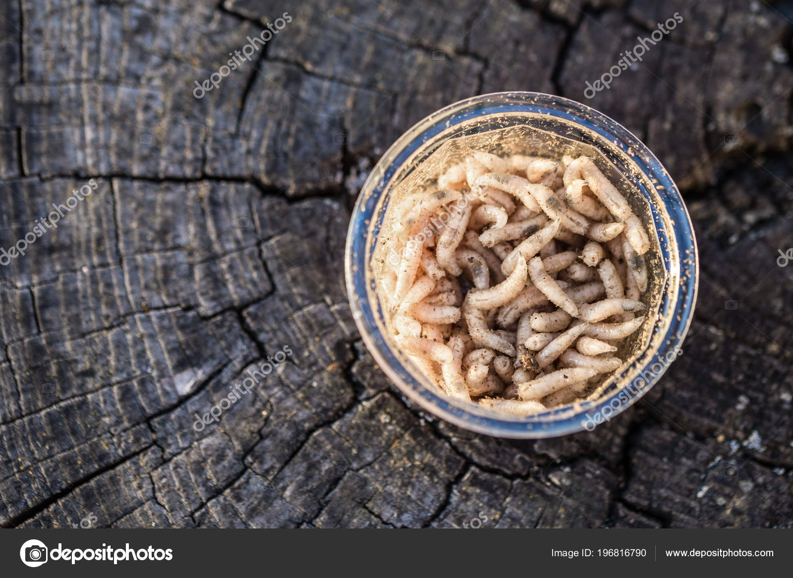 Close Maggots Warm Plastic Container Old Wooden Background Fishing ...