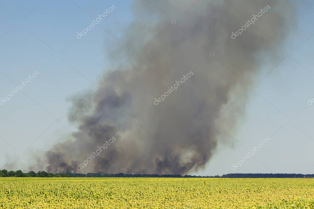 Campo agrícola en llamas con fuerte nube de humo negro subiendo. El ...