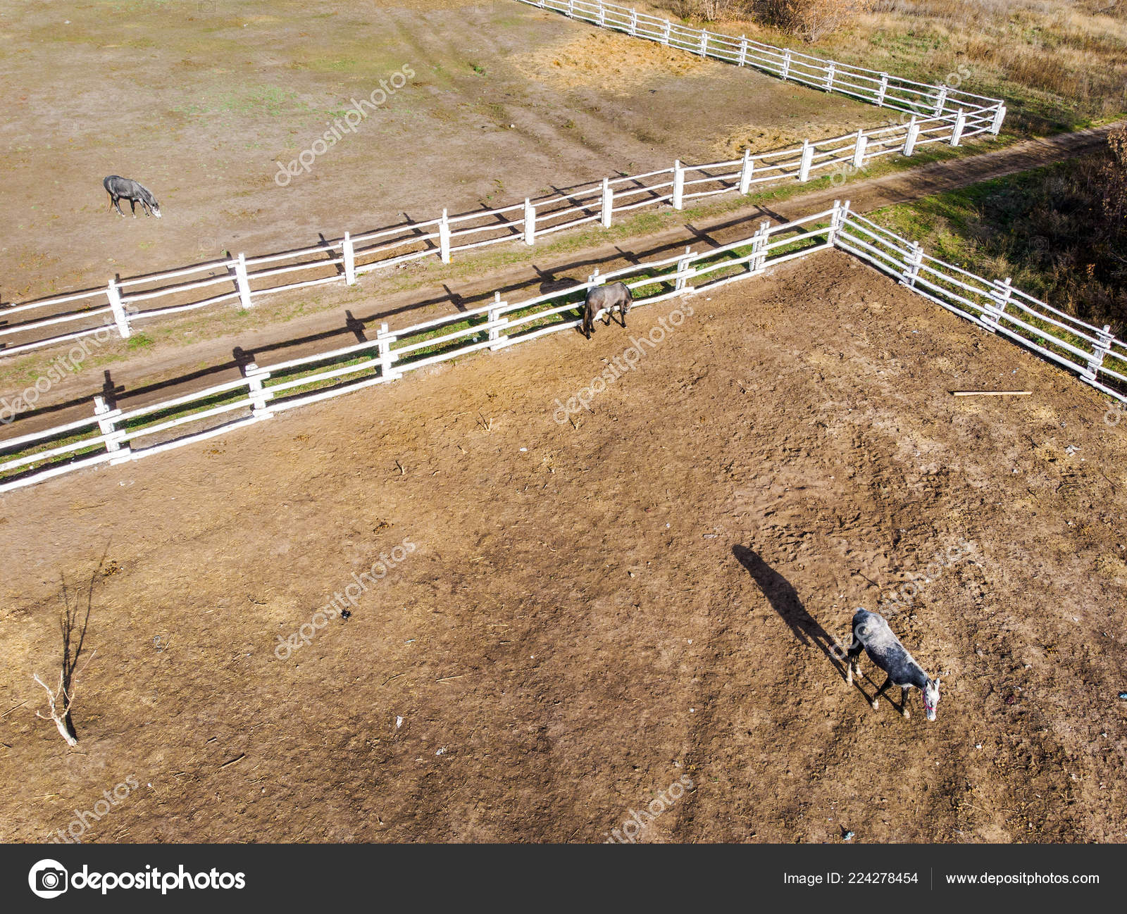 Group Thoroughbred Horses Walking Grazing Paddock Stable Long Evening ...