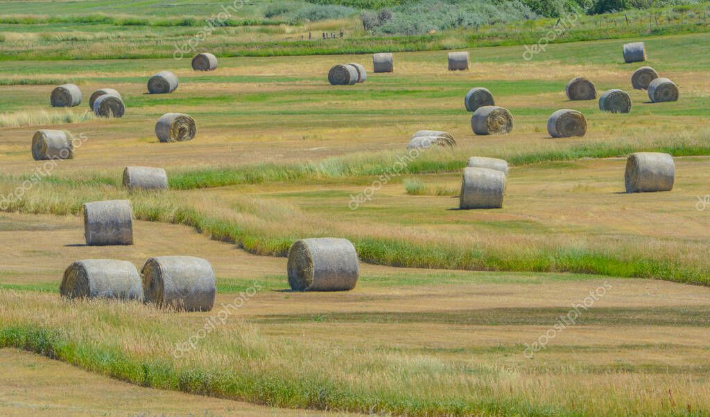 Masa 1.000 libras. heno enrollado listo para ser recogido y enviado a ...