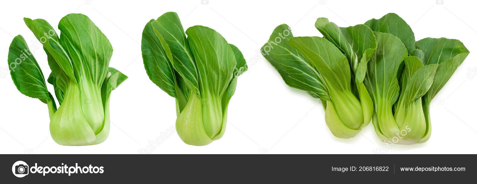 Vegetable Delicious Fresh Green Bok Choy Pok Choi Pak Choi Stock Photo ...