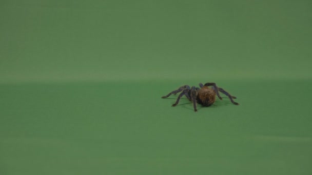 Bugs Crawling On Screen Screensaver