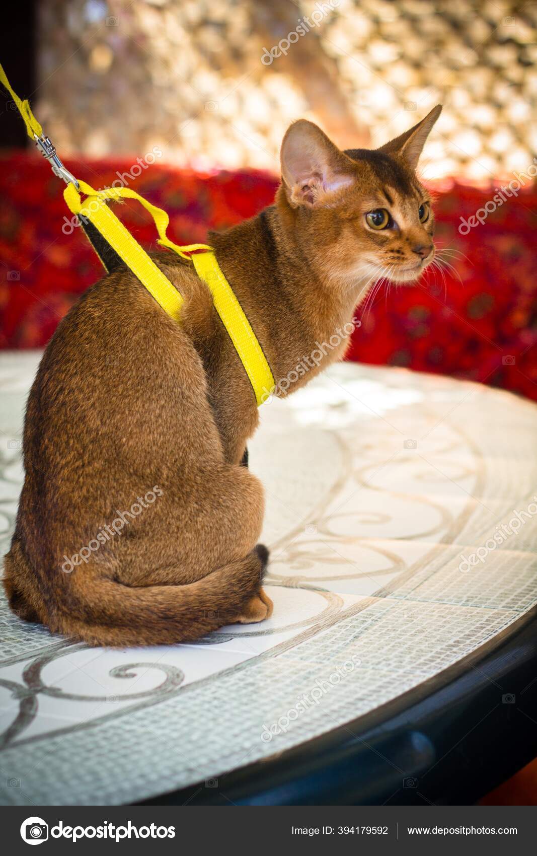 Red Abyssinian Cat