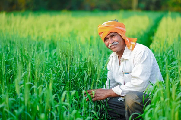 Indian farmer holding crop plant in his Wheat field - Stock Image ...