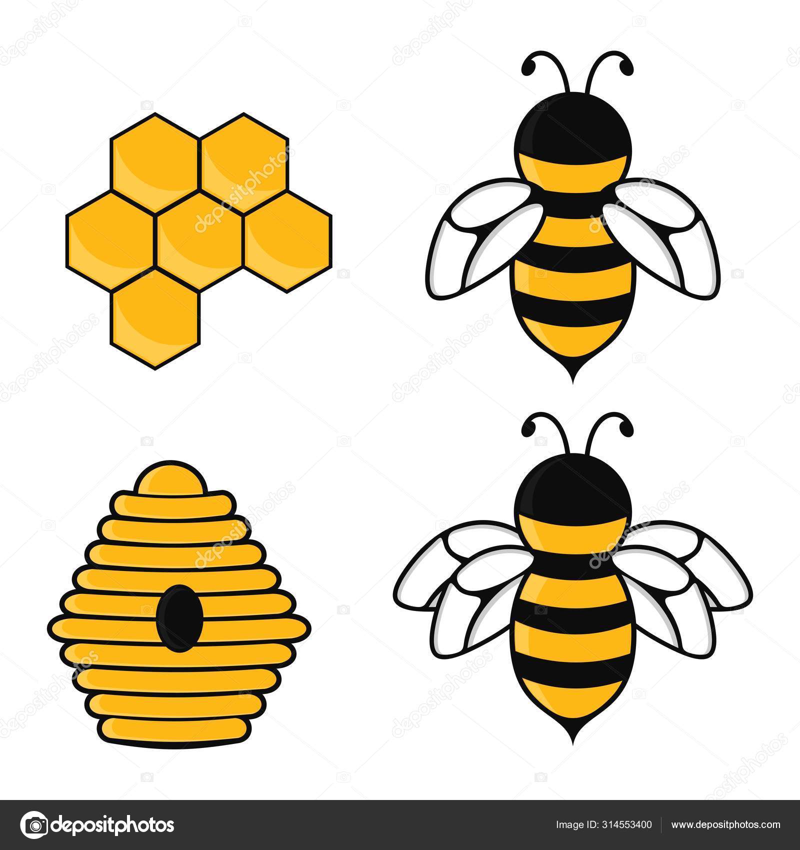 Honey Bee Hive Vector