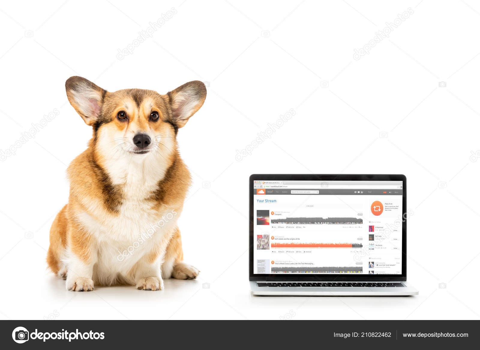 Corgi Looking Camera Sitting Laptop Soundcloud Website Screen Isolated ...