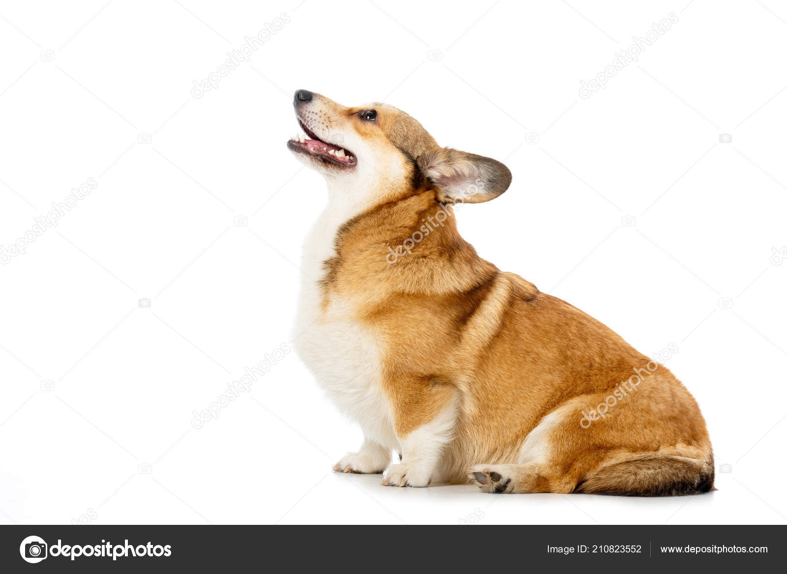 Side View Welsh Corgi Pembroke Sitting Isolated White Background Stock ...