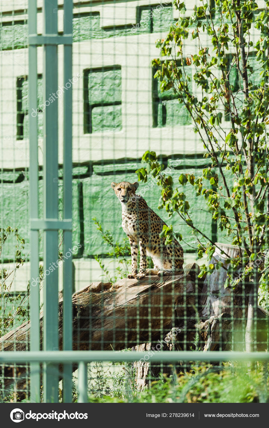 Selective Focus Wild Leopard Sitting Tree Trunk Cage — Stock Photo ...