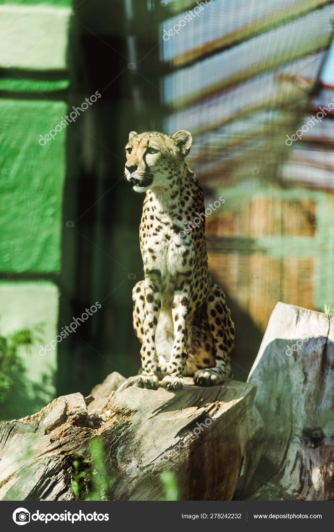 Selective Focus Wild Leopard Sitting Tree Trunk Green Plants Zoo ...