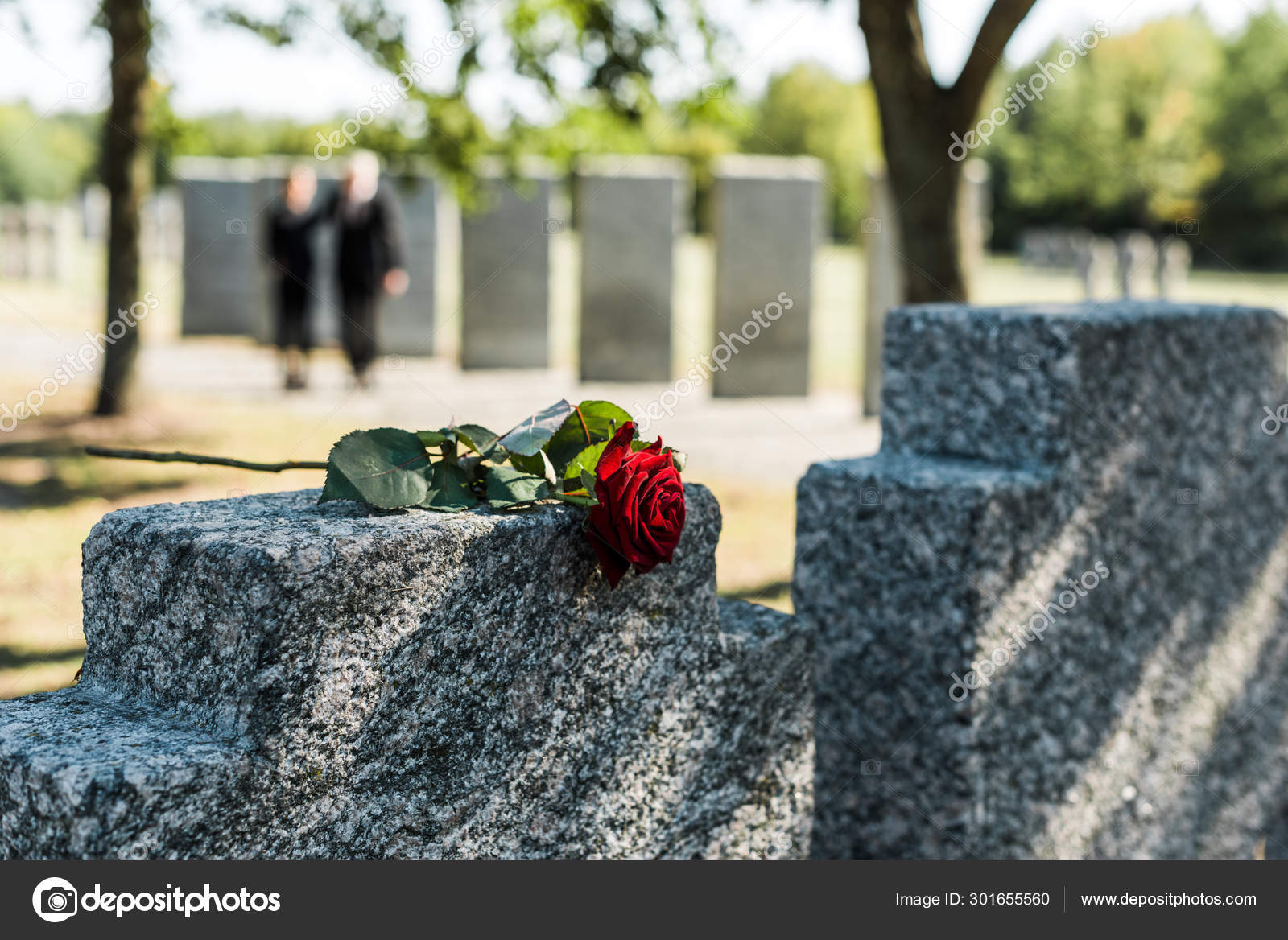 Aromatic Red Rose Concrete Tombstone Cemetery — Stock Photo ...