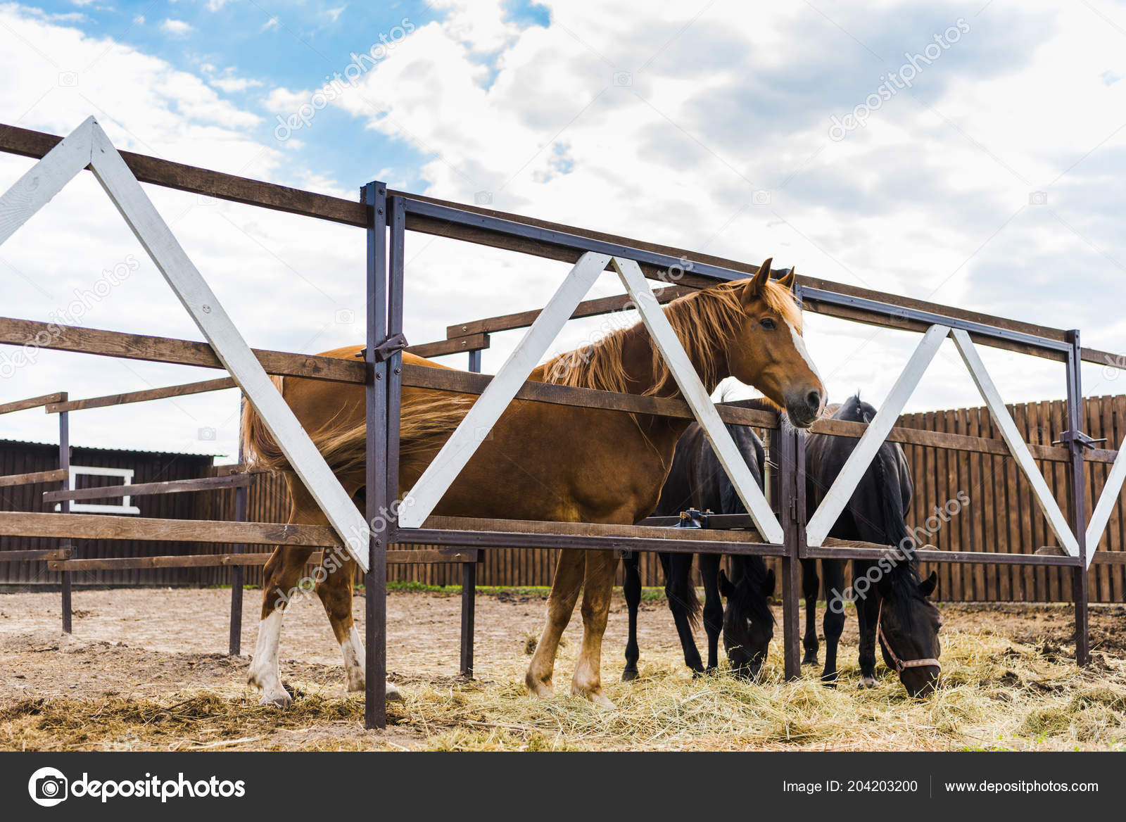 Construcción De Vallas Para Caballos