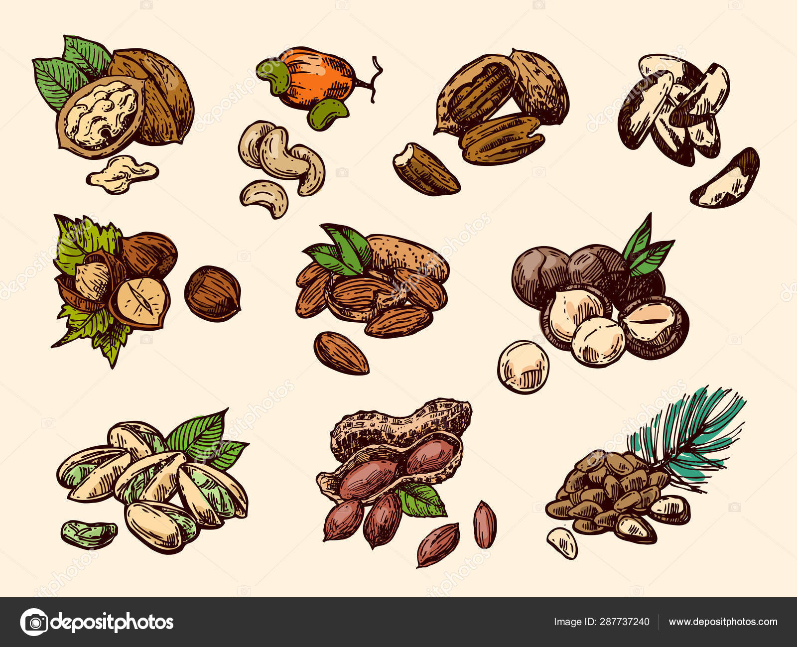 Nuts set sketch style food illustrations. Hand drawn beautiful pictures ...