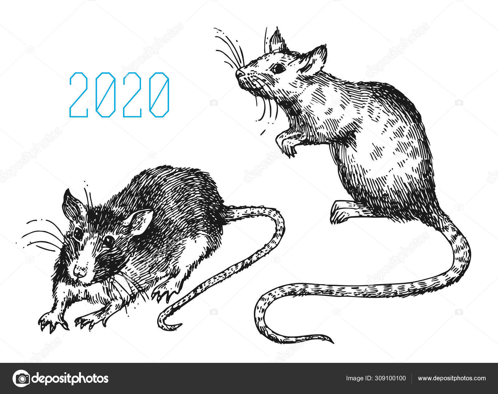 Dibujo de rata ilustraciones vectoriales. Cuadro dibujado a mano con ...