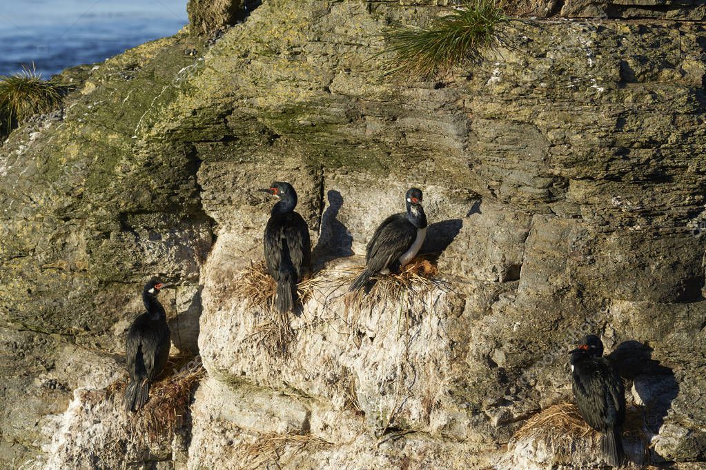 Rock Shag (Phalacrocorax magellanicus) anidando en los acantilados de ...