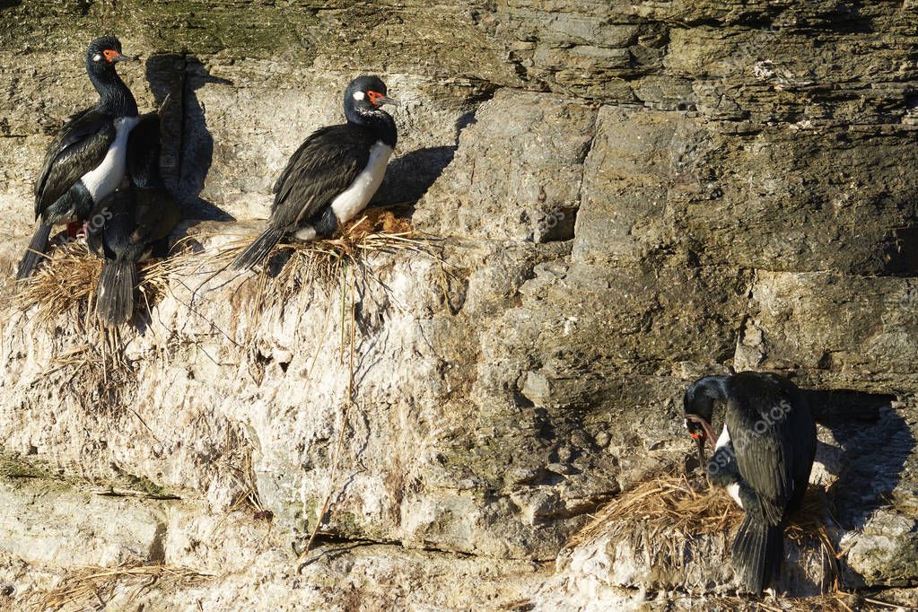Rock Shag (Phalacrocorax magellanicus) anidando en los acantilados de ...