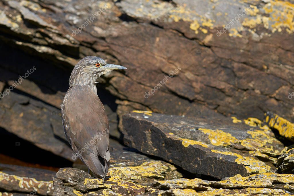 Garza Negra (Nycticorax nycticorax falklandicus) cazando entre piscinas ...