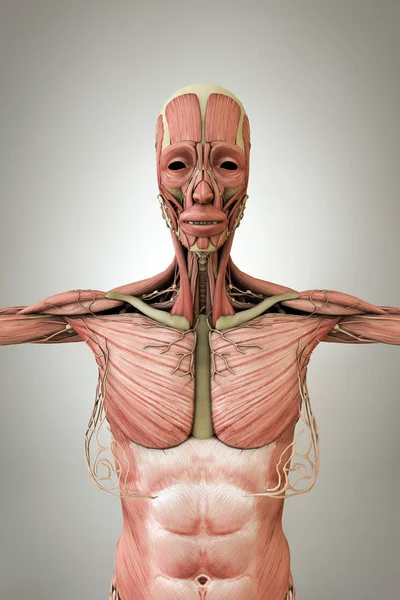 Woman anatomy model — Stock Photo © homeworks255 #308007666