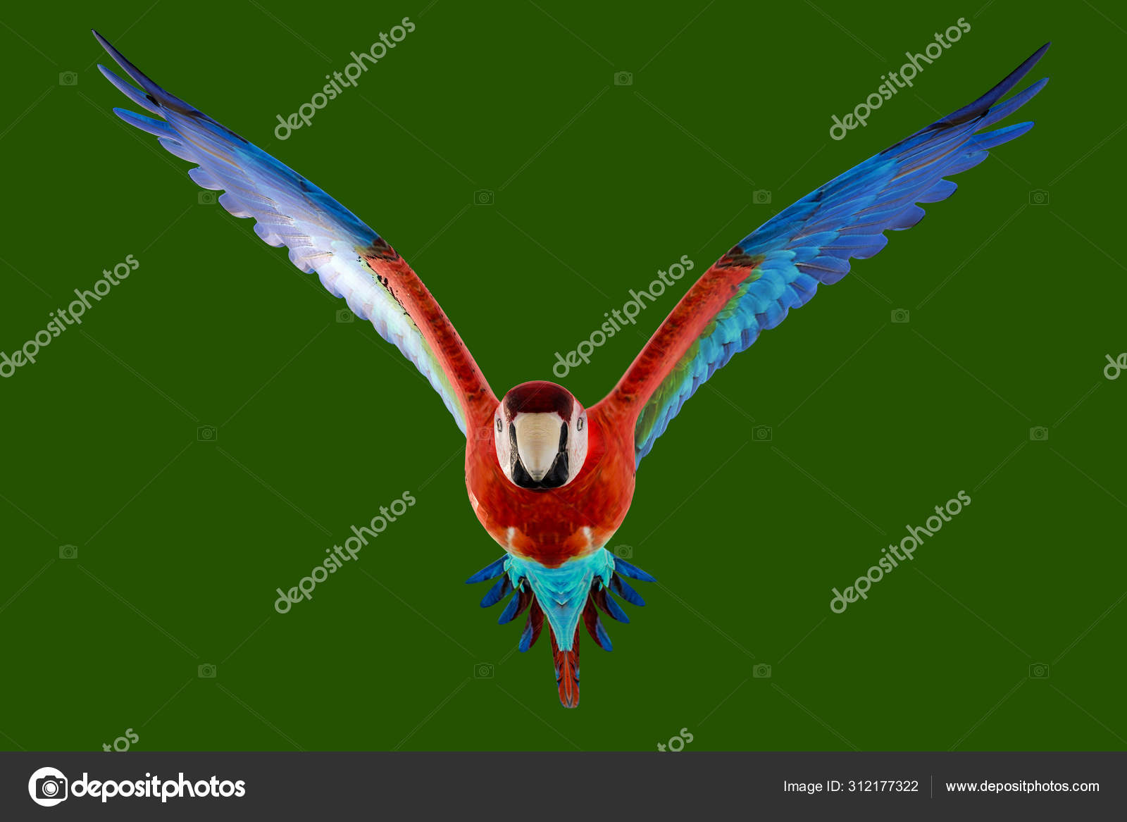 Guacamaya isolated on green background Stock Photo by ©homeworks255 ...